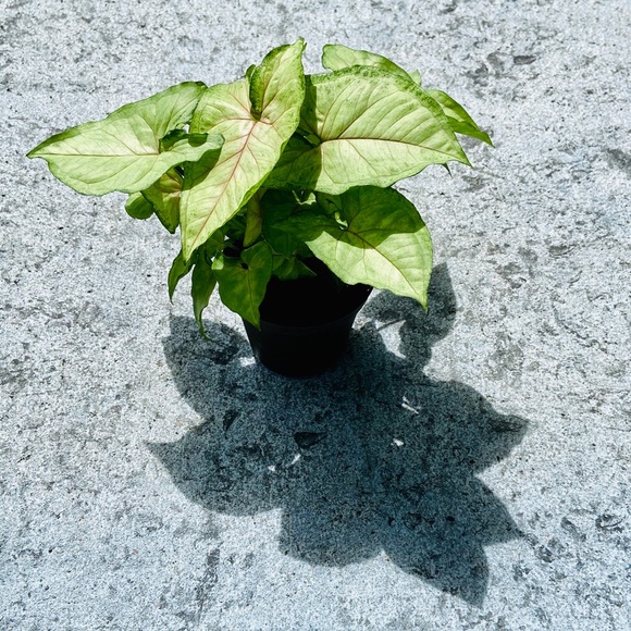 Other | Syngonium Berry Allusion Arrow Head Live Plant | Poshmark